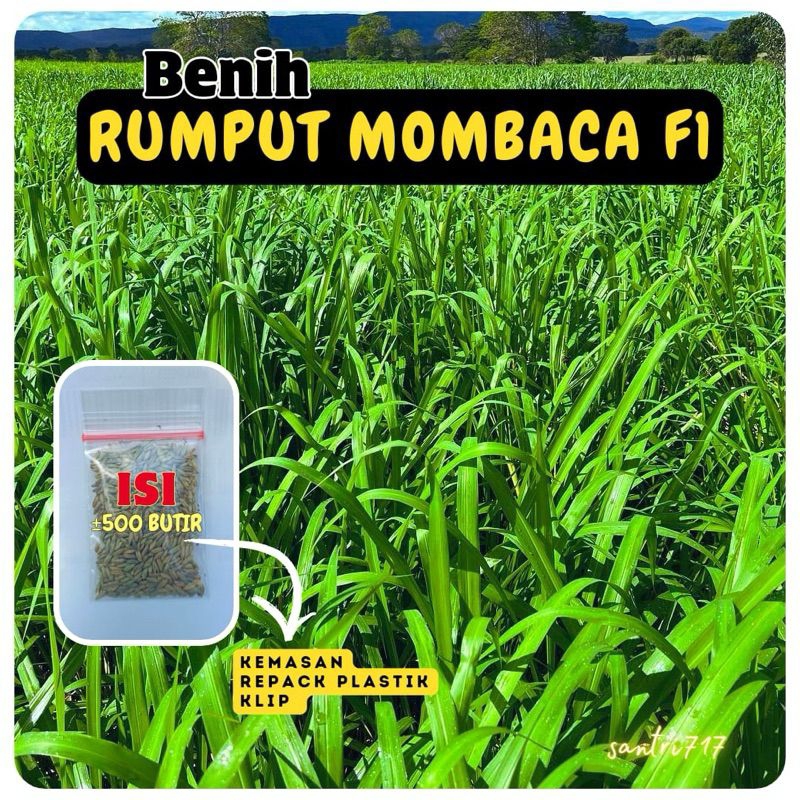 Jual (700 Biji) Benih Rumput Mombasa Pakan Ternak/Rumput Benggala ...