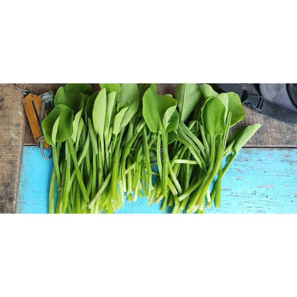 Jual SAYURAN GENJER ATAU GENOT 1 IKAT | Shopee Indonesia