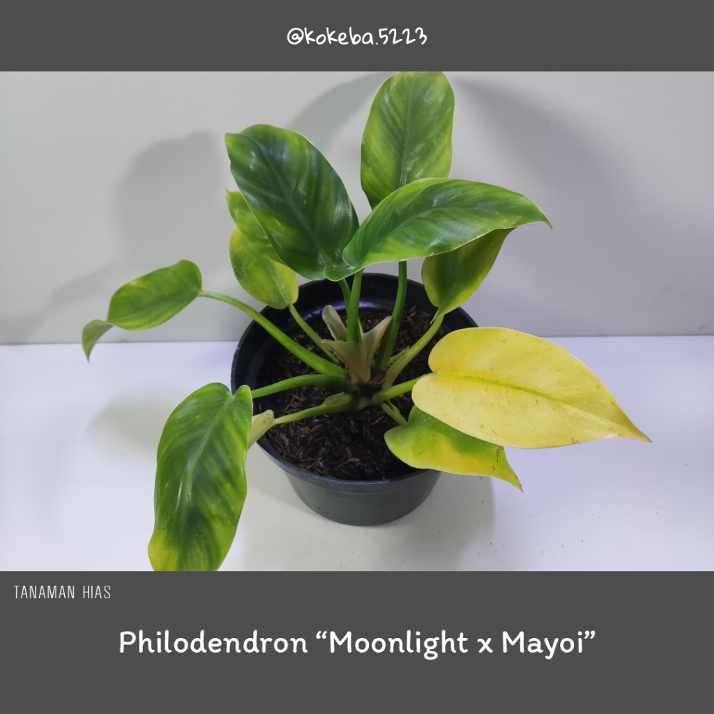Jual Philodendron Hybrid Moonlight x Mayoi | Philo Hybrid - Tanaman ...