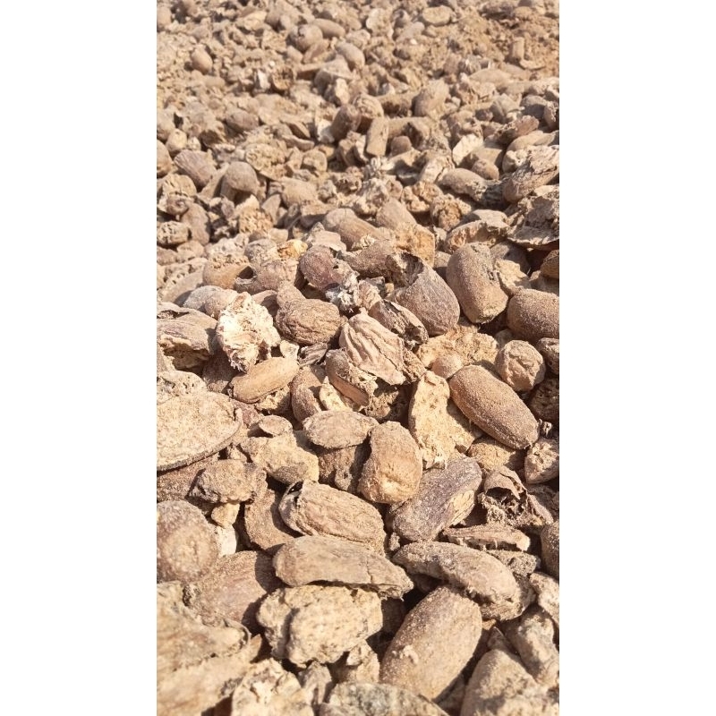 Jual Pala lonjong kupas broken 1 kg asal papua | Shopee Indonesia