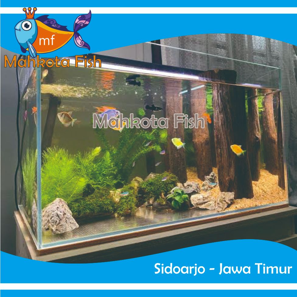 Jual AQUARIUM BESAR | AQUARIUM KACA | AQUARIUM AQUASCAPE | (KHUSUS ...