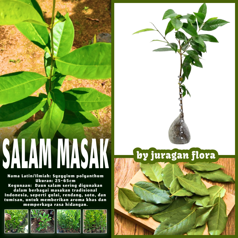 Jual TANAMAN SALAM MASAK / BIBIT TANAMAN SALAM / POHON SALAM / BIBIT ...
