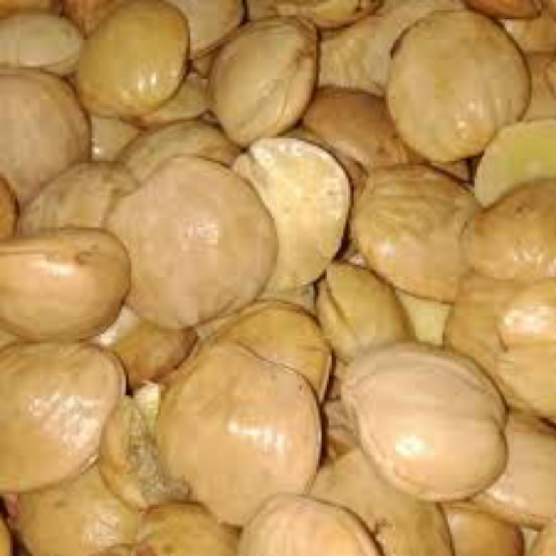 Jual jengkol rebus berat 250grm | Shopee Indonesia