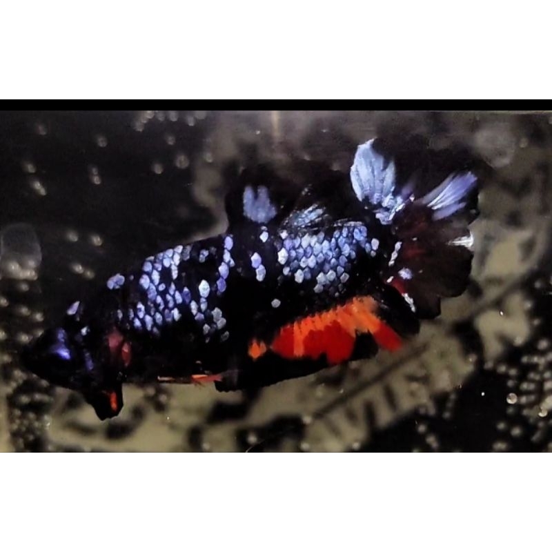 Jual IKAN CUPANG AVATAR GORDON RINTIK NEMO | Shopee Indonesia