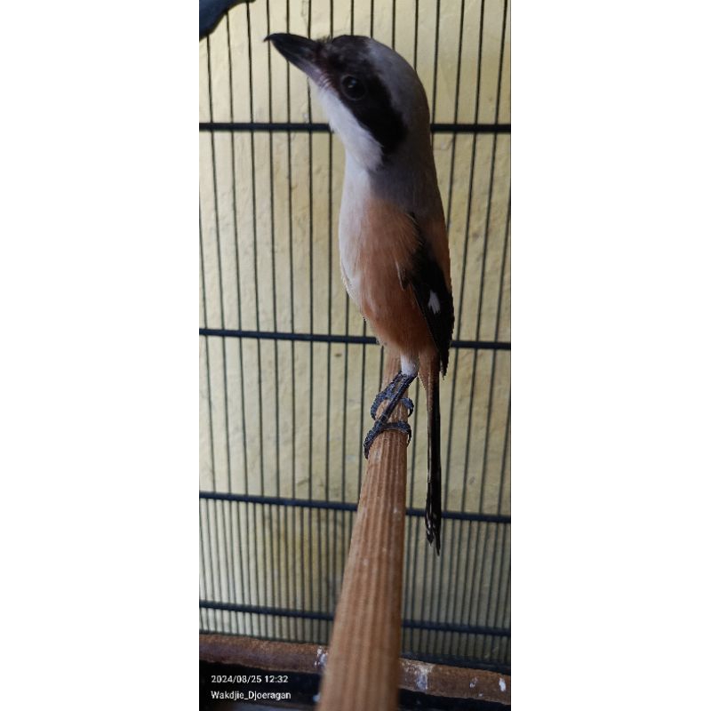 Jual [Instant] Burung Cendet Rawatan dan Bahan | Shopee Indonesia