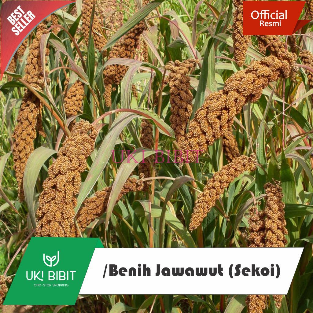 Jual ( 10 Butir ) Benih Jawawut | Sekoi | Millet | Shopee Indonesia