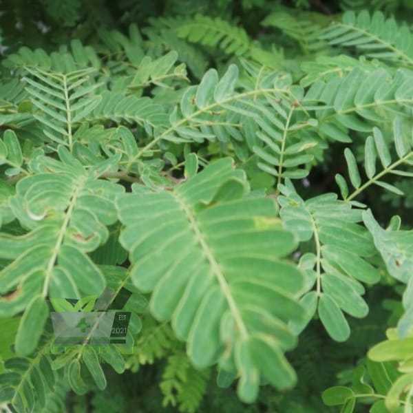Jual Jual Daun Asam Jawa Segar 1 kg fresh | Shopee Indonesia