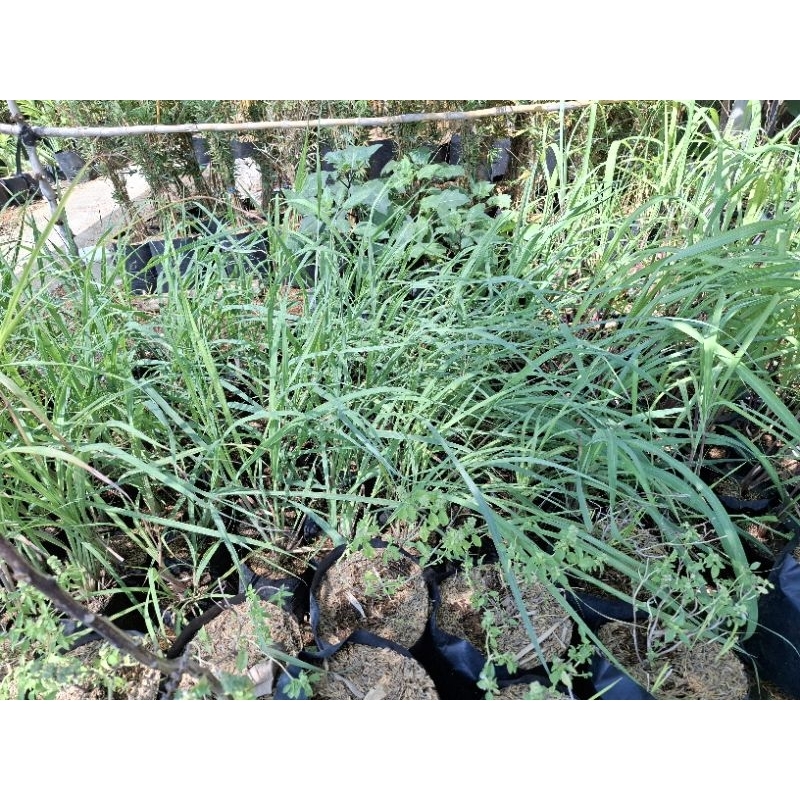 Jual Serai Dapur Tanaman Sereh Wangi Daun Serai Wangi Pohon Serai ...