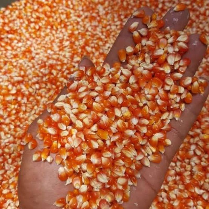 Jual jagung kristal merah kemasan 1kg | Shopee Indonesia