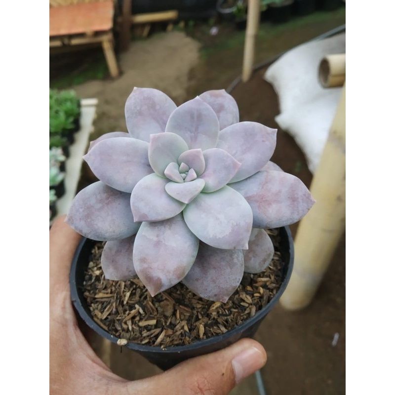Jual Echeveria Geby | Shopee Indonesia
