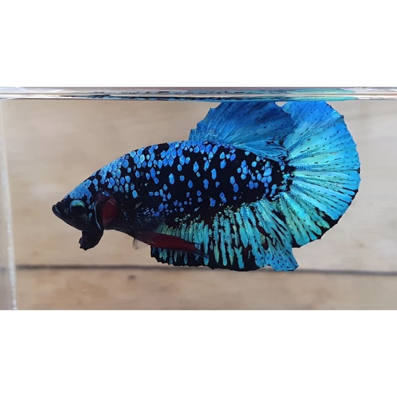 Jual Plakat Avatar Gordon top grade | Shopee Indonesia