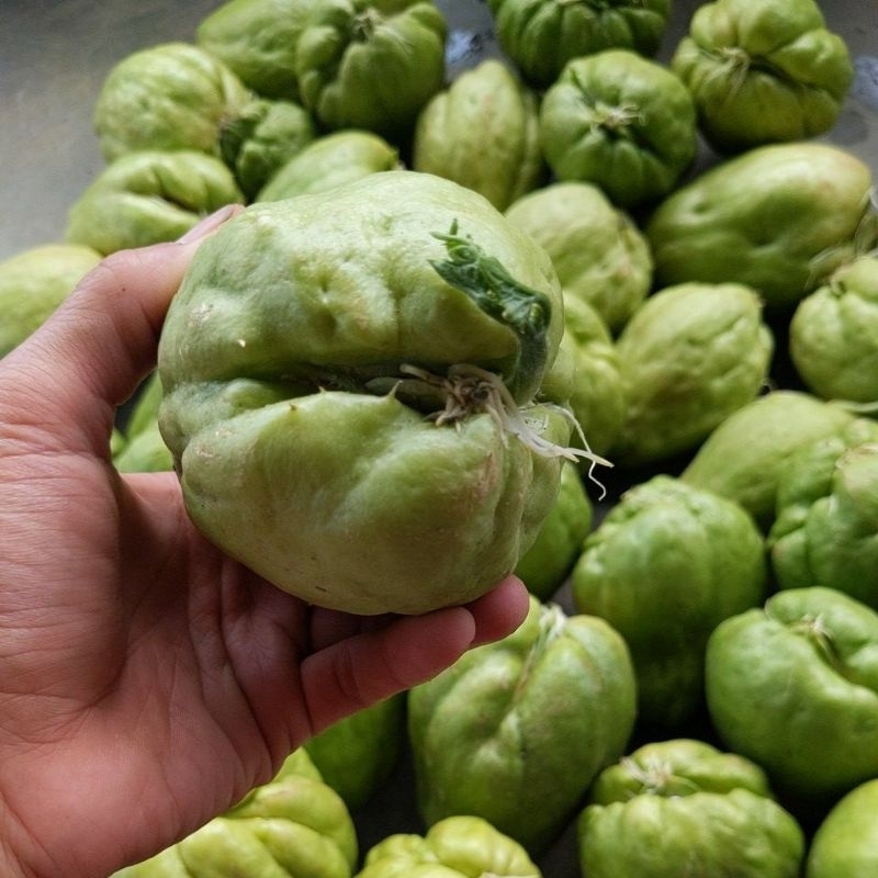 Jual KEBUN DZAKI - Paket 5 Bibit Labu Siam / Jipang Siap Tanam | Shopee ...