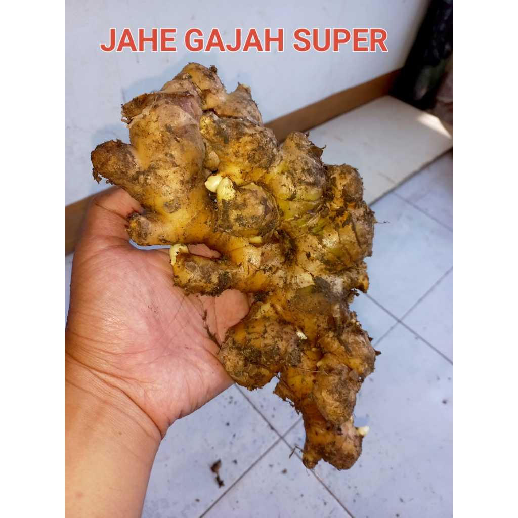 Jual JAHE GAJAH BESAR 1kg / JAHE PUTIH SEGAR/ JAHE JUMBO / JAHE PUTIH ... Jual JAHE GAJAH BESAR 1kg / JAHE PUTIH SEGAR/ JAHE JUMBO / JAHE PUTIH ...