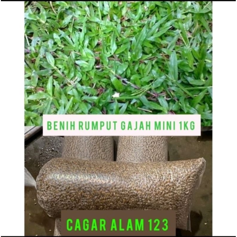 Jual benih rumput gajah mini/bibit gajah mini 1kg | Shopee Indonesia