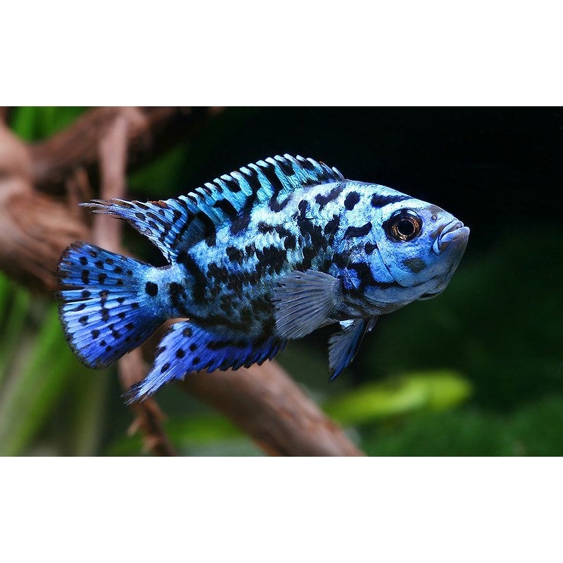 Jual Ikan hias EBJD Electric Blue Jak Dempsey fish | Shopee Indonesia
