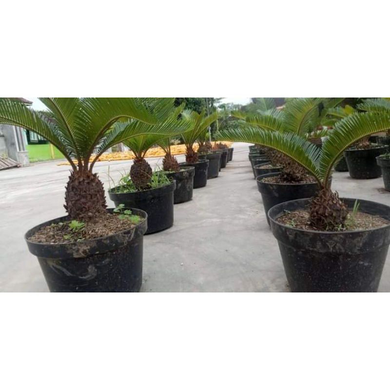 Jual palem sikas/mawar Jambe 2-4daun dewasa jumbo panjang daun 25-35cm ...