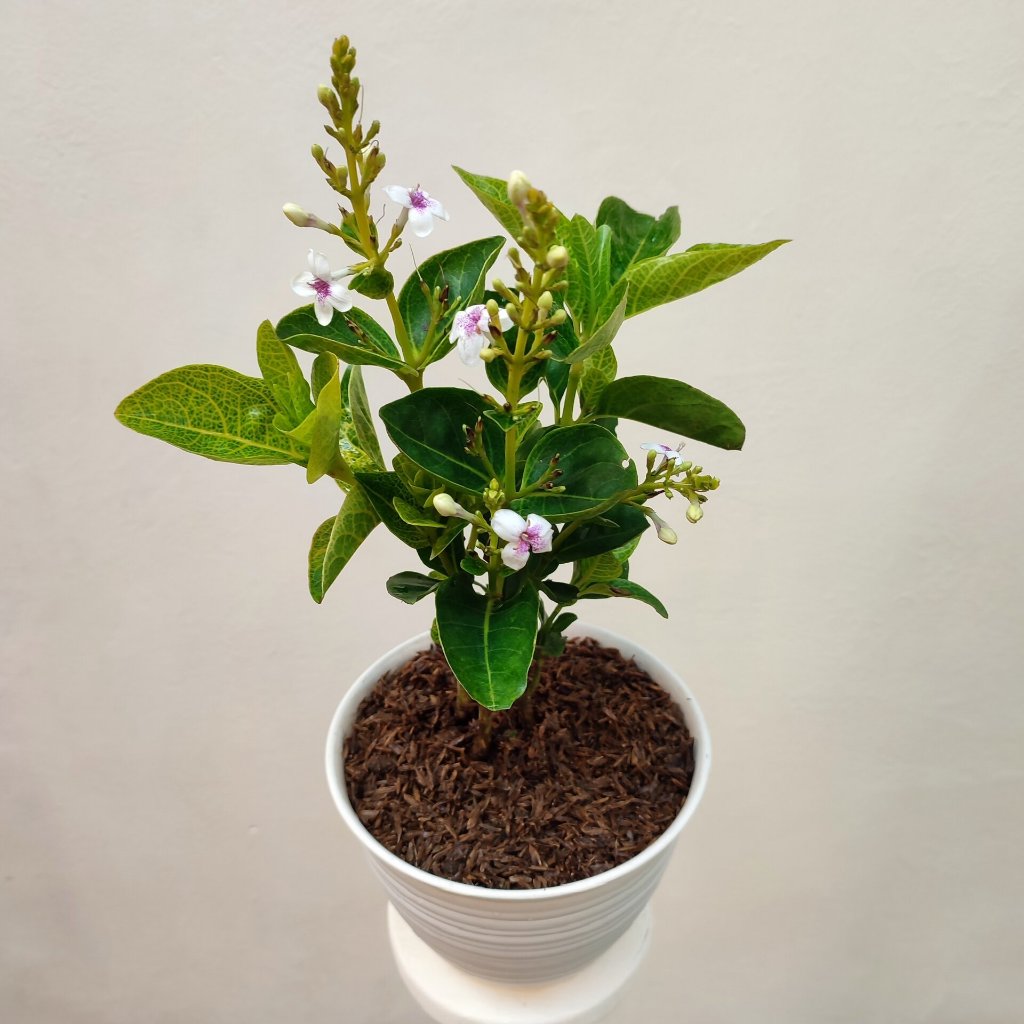 Jual Tanaman Bunga Melati Jepang Variegata (Pseuderanthemum maculatum ...