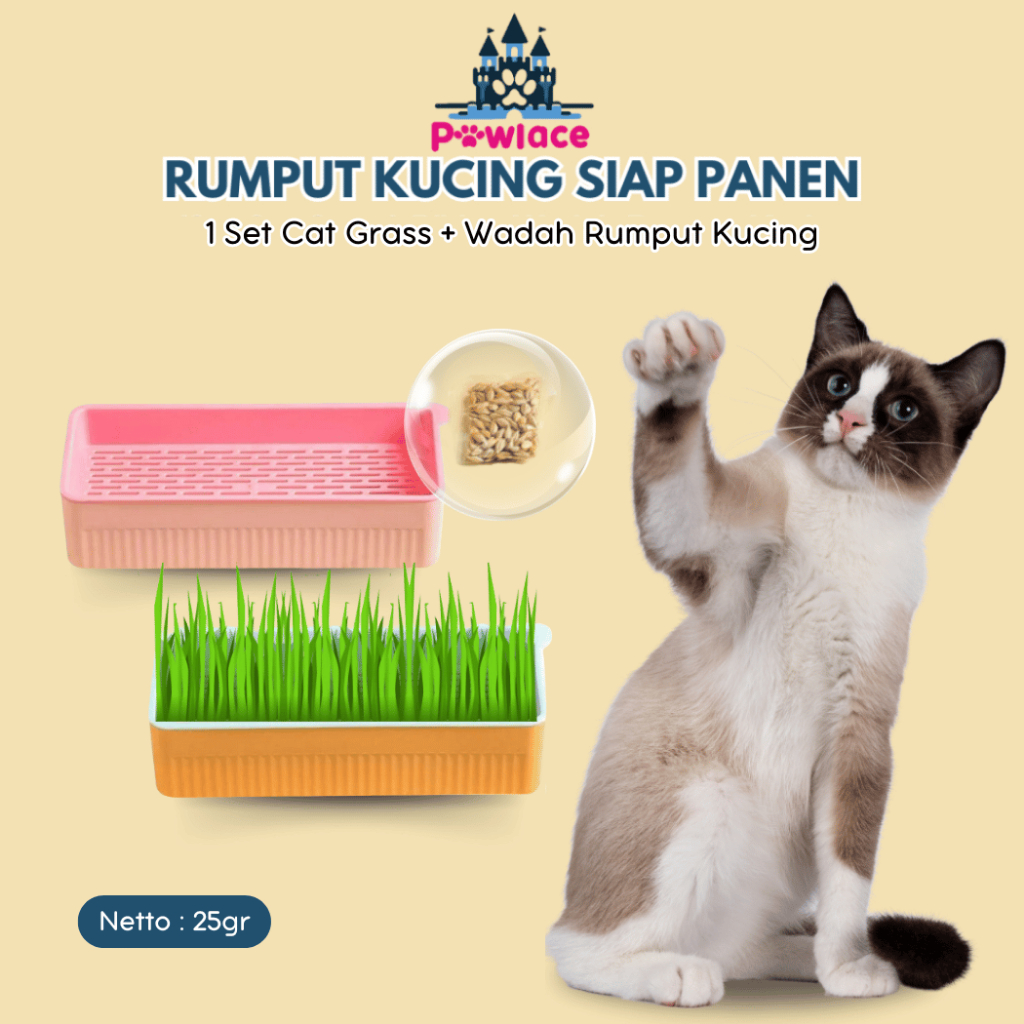 Jual RUMPUT KUCING SIAP PANEN WHEATGRASS RUMPUT GANDUM - 1 Set Cat ...