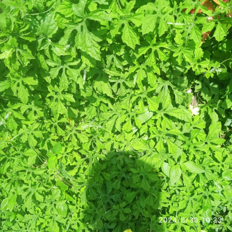 Jual jual daun pare gengge /pare hutan (20lembar) | Shopee Indonesia