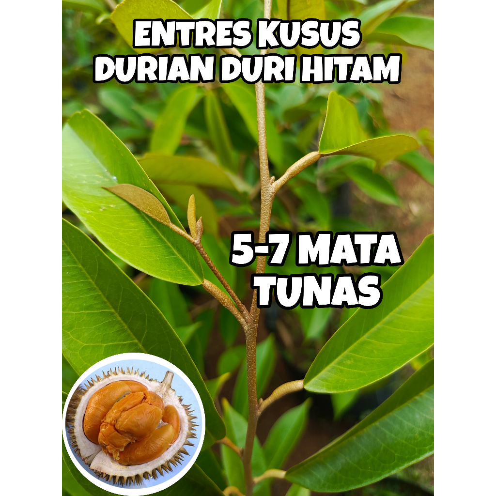 Jual (KHUSUS) ENTRES MATA TUNAS DURIAN DURI HITAM ATAU OCHEE SUPER ...