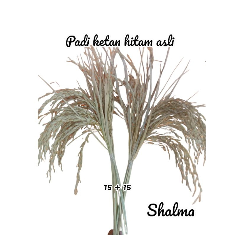 Jual padi ketan hitam asli isi 30 tangkai | Shopee Indonesia