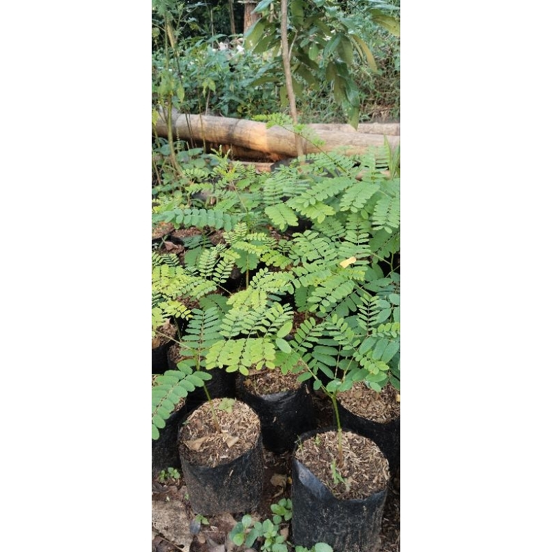 Jual pohon solobium pakis Brazil tinggi 20 cm | Shopee Indonesia