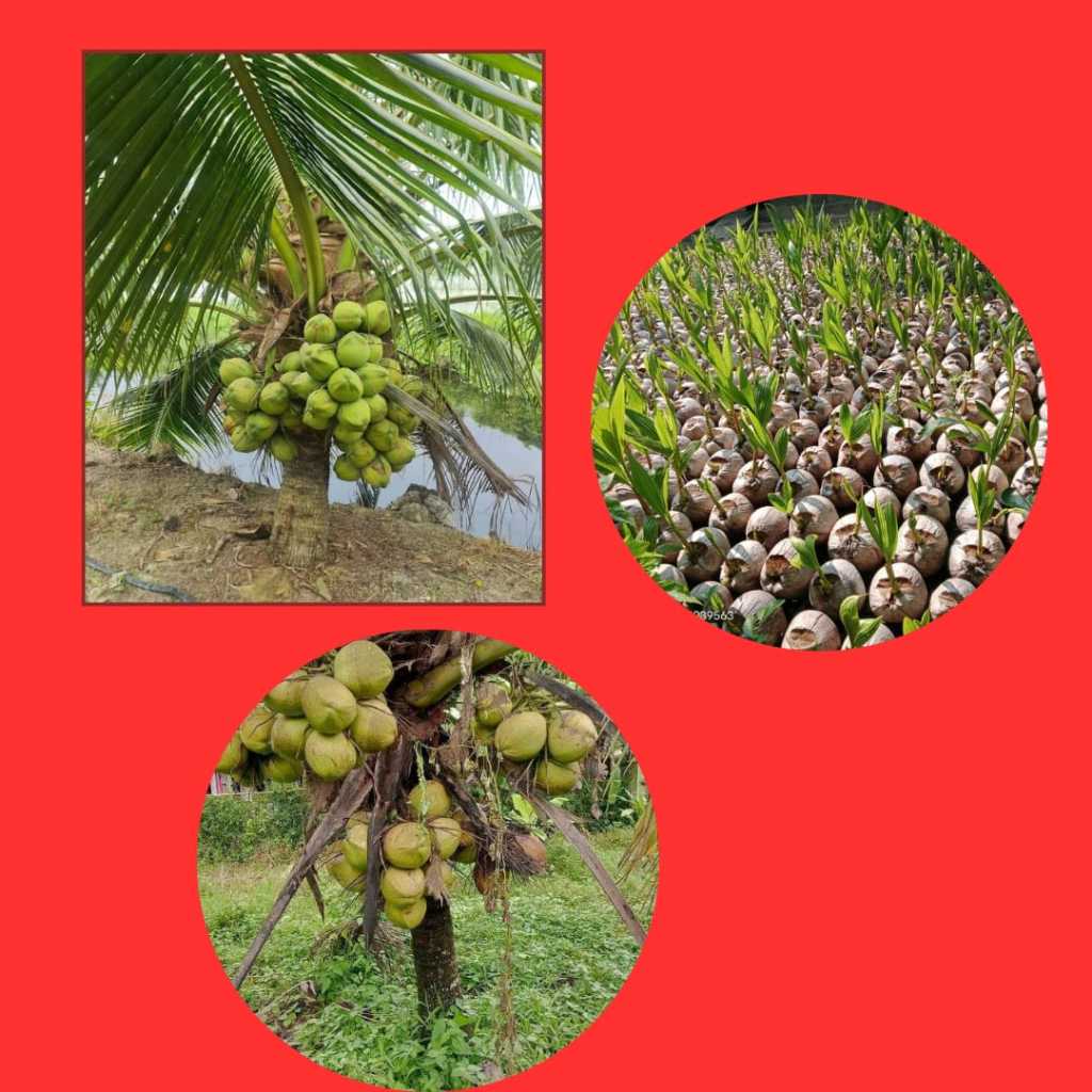 Jual Benih Kelapa Genjah Benih Kelapa Hibrida Benih Kelapa Hijau Shopee Indonesia