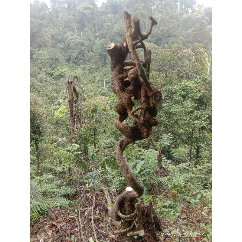 Jual akar mimang unit 1 meter asali | Shopee Indonesia