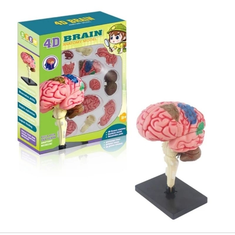 Jual Human Body anatomy model toy Brain Mainan otak manusia alat peraga ...