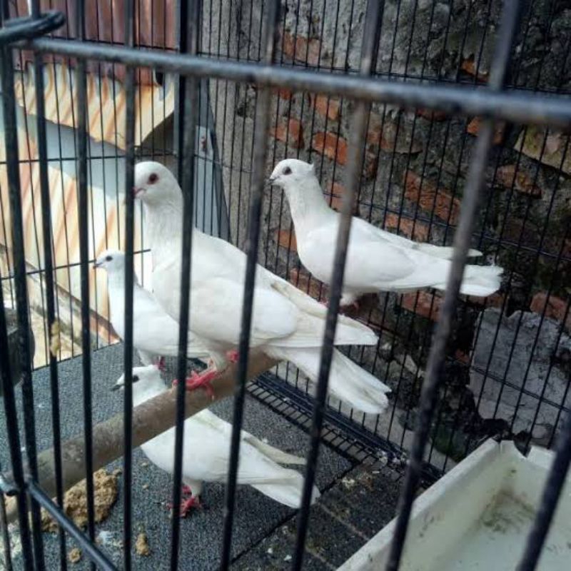 Jual BURUNG MERPATI PUTIH SEPASANG BUAT ACARA PELEPASAN PERNIKAHAN DLL ...