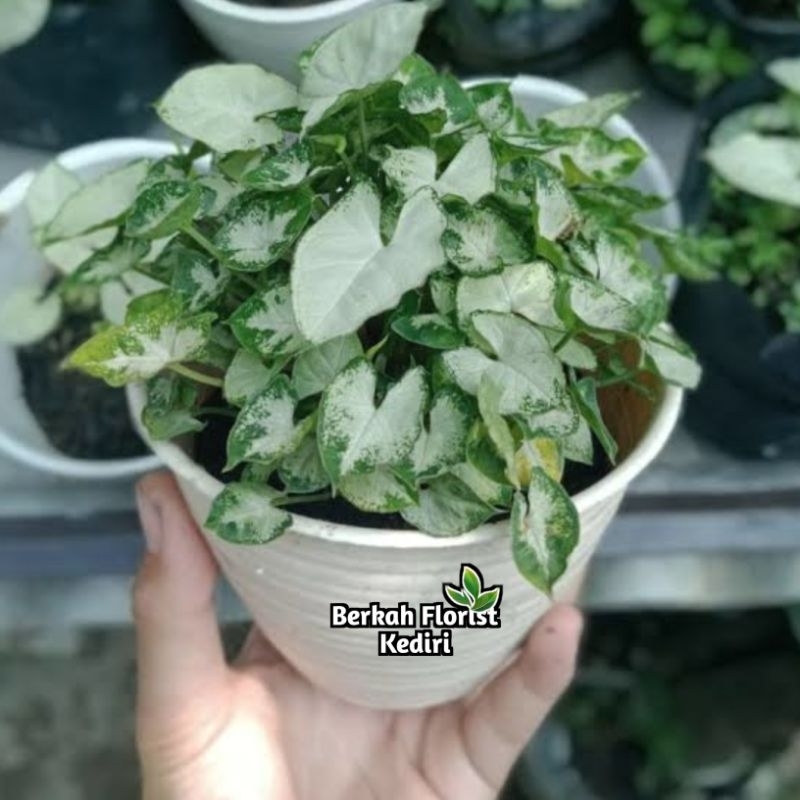 Jual Jual Keladi Mini - Super Rimbun - Real pick - ( DI KIRIM PAKAI POT ...