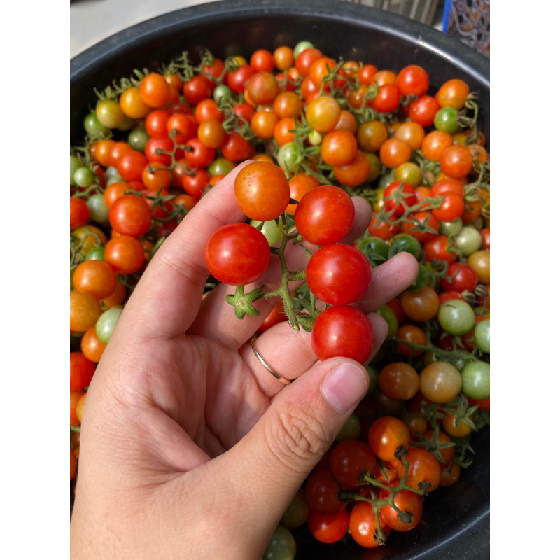 Jual Tomat rampai, rempai kecil segar khas lampung 500gram | Shopee ...