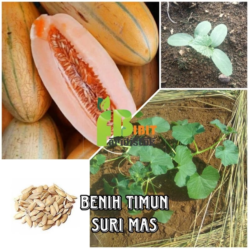 Jual 100 biji benih timun mas | Shopee Indonesia