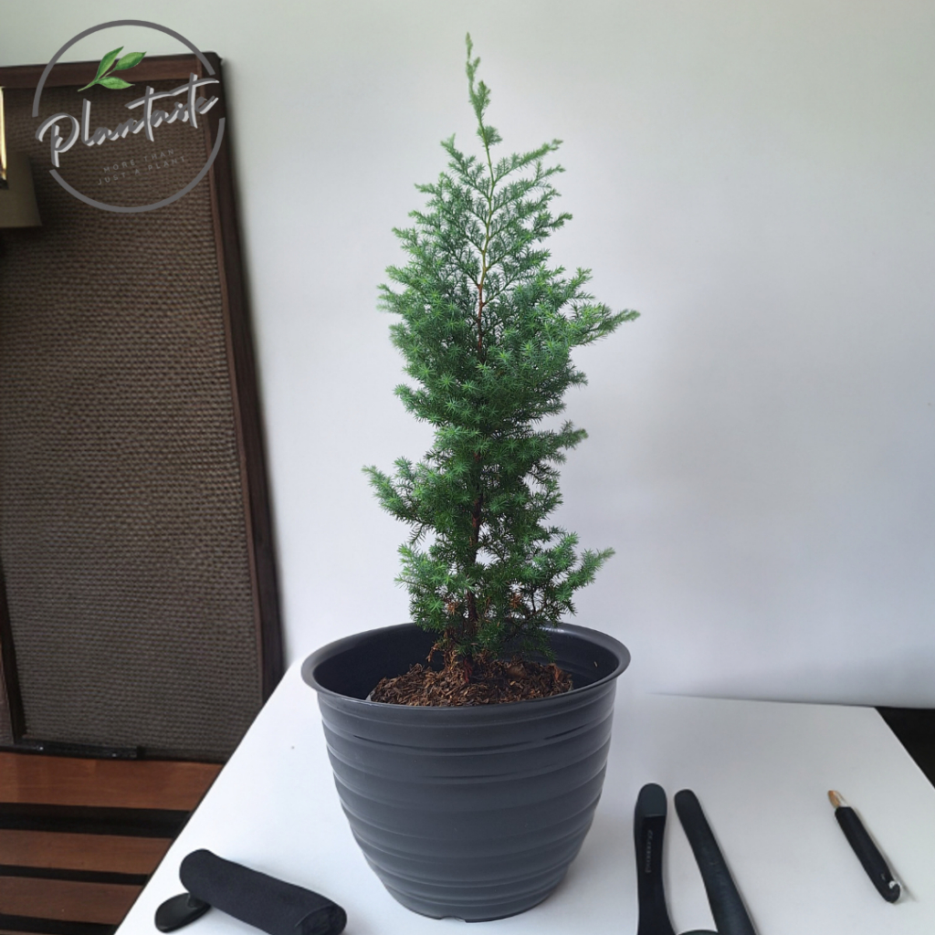 Jual Tanaman Hias Indoor - Cemara Embun Juniperus Hibernic (Bakalan ...