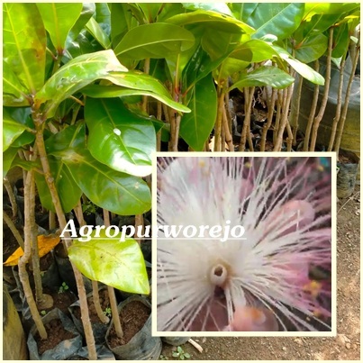 Jual Bibit Tanaman Butun I keben(Barringtonia asiatica) Si Pohon ...