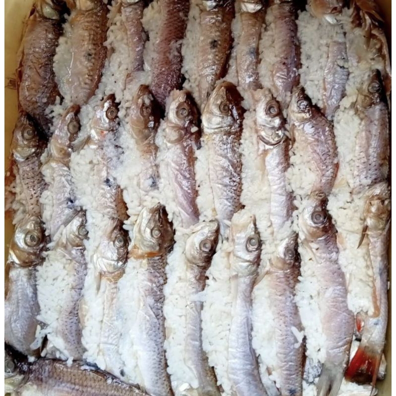 Jual PEKASAM IKAN LAMPAM/PALAU/ | Shopee Indonesia