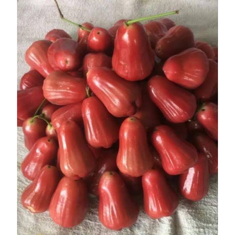 Jual Jambu air citra Demak manis 1Kg fresh manis segar berair banyak ...