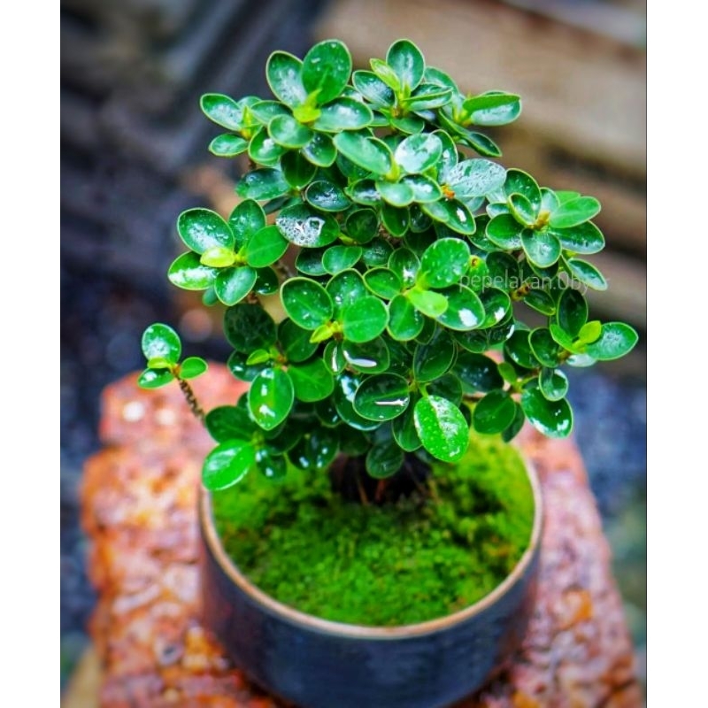 Jual Bonsai Mini Ficus Dollar Mangkok micro Bonsai Mini Ficus Micro ...