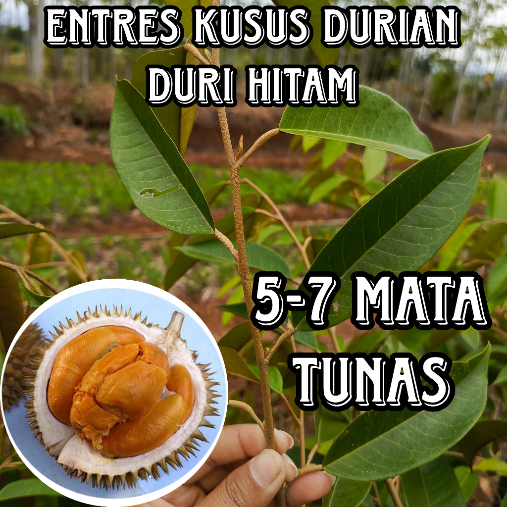 Jual Entres Khusu Durian Super Mata Tunas Pohon Durian Duri Hitam Ochee ...