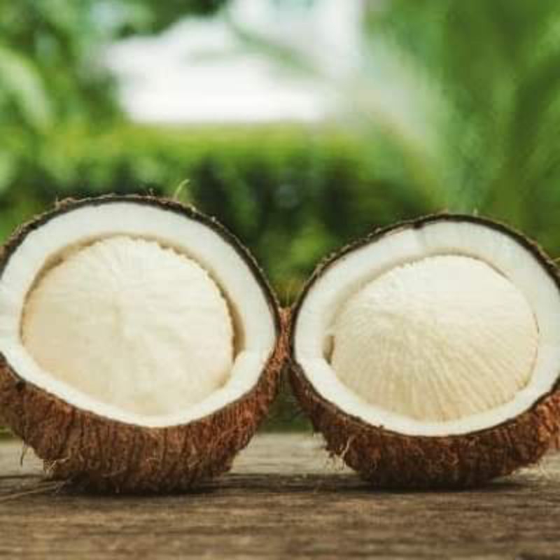 Jual Kentos Kelapa Masih Di Tempurung | Shopee Indonesia