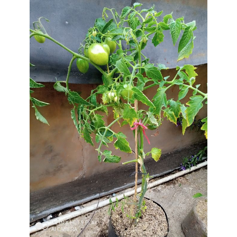 Jual pohon buah tomat merah besar dan tomat ceri | Shopee Indonesia