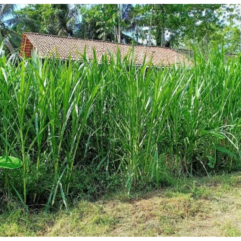 Jual Bibit rumput pakchong pakan ternak 1Kg | Shopee Indonesia