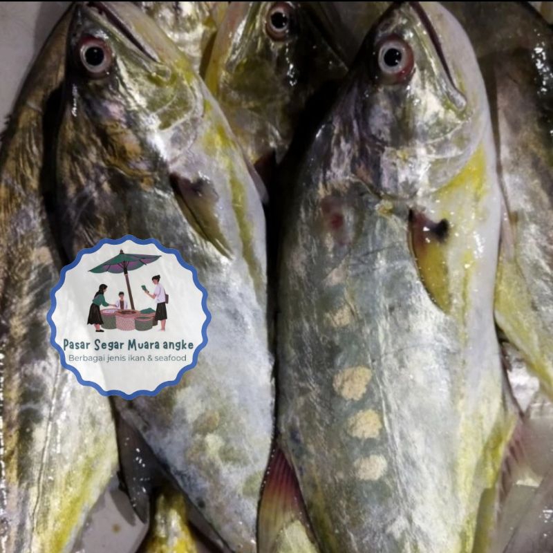 Jual Ikan Talang Talang Segar Seafood hasil laut segar 1 kg | Shopee ...