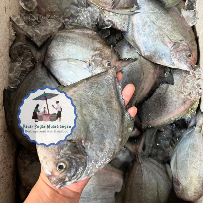 Jual Ikan Bawal Hitam Bawal Laut segar Seafood hasil laut segar 1 kg ...