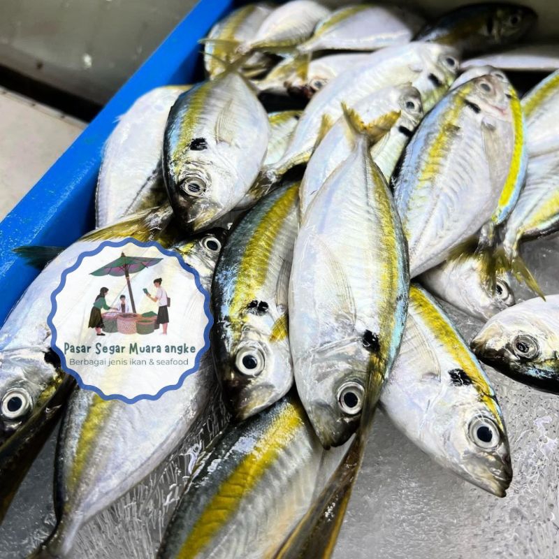 Jual Ikan Selar Segar Seafood hasil laut segar 1 kg | Shopee Indonesia