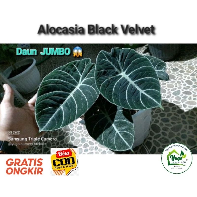 Jual black velvet daun JUMBO Tanaman hias alokasia hitam alocasia Black ...