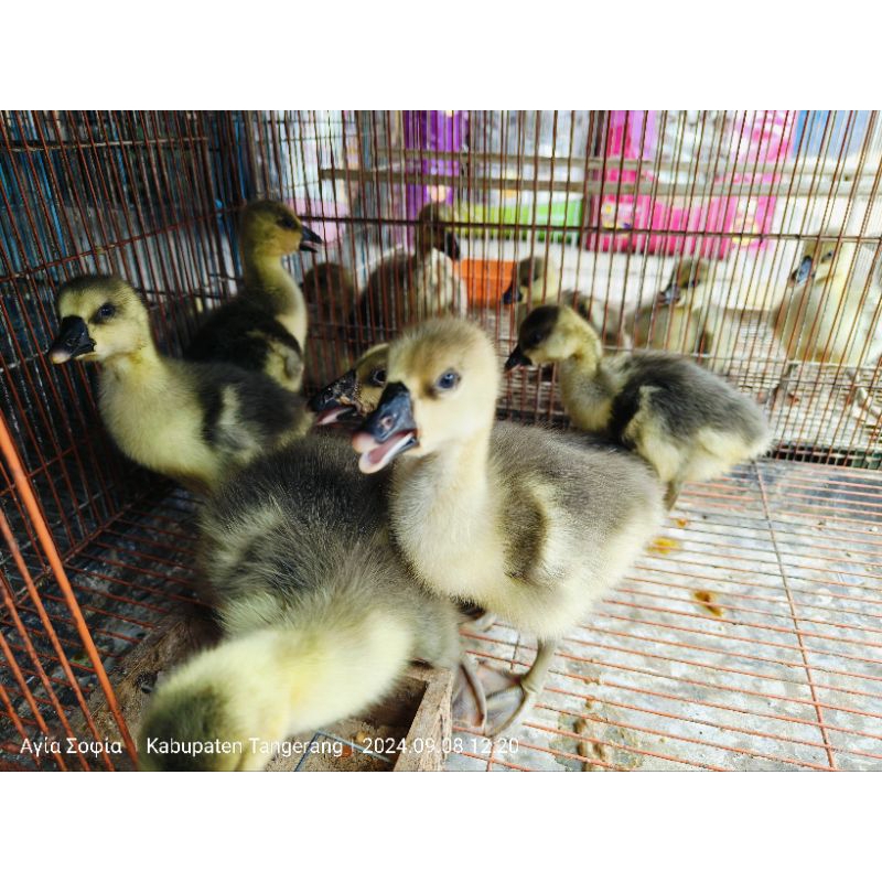 Jual Anak soang benggala (harga/ekor) | Shopee Indonesia