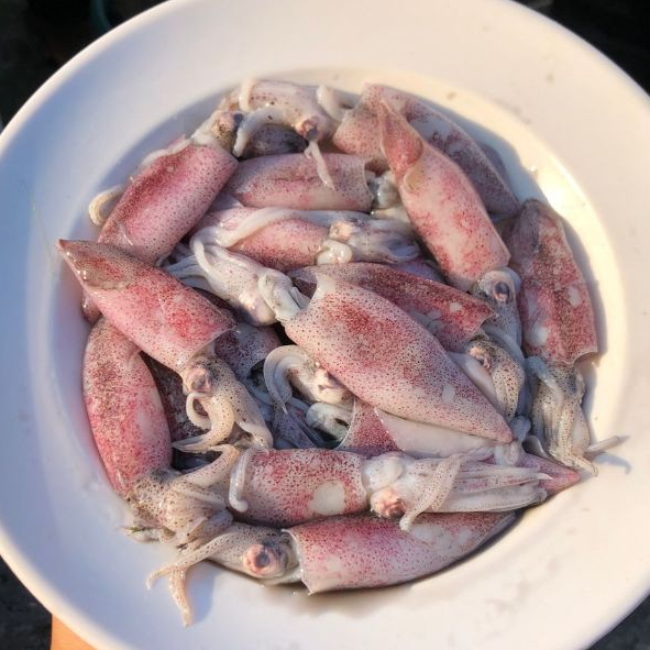 Jual Cumi Segar 500gr / Cumi Cumi Basah Segar | Shopee Indonesia