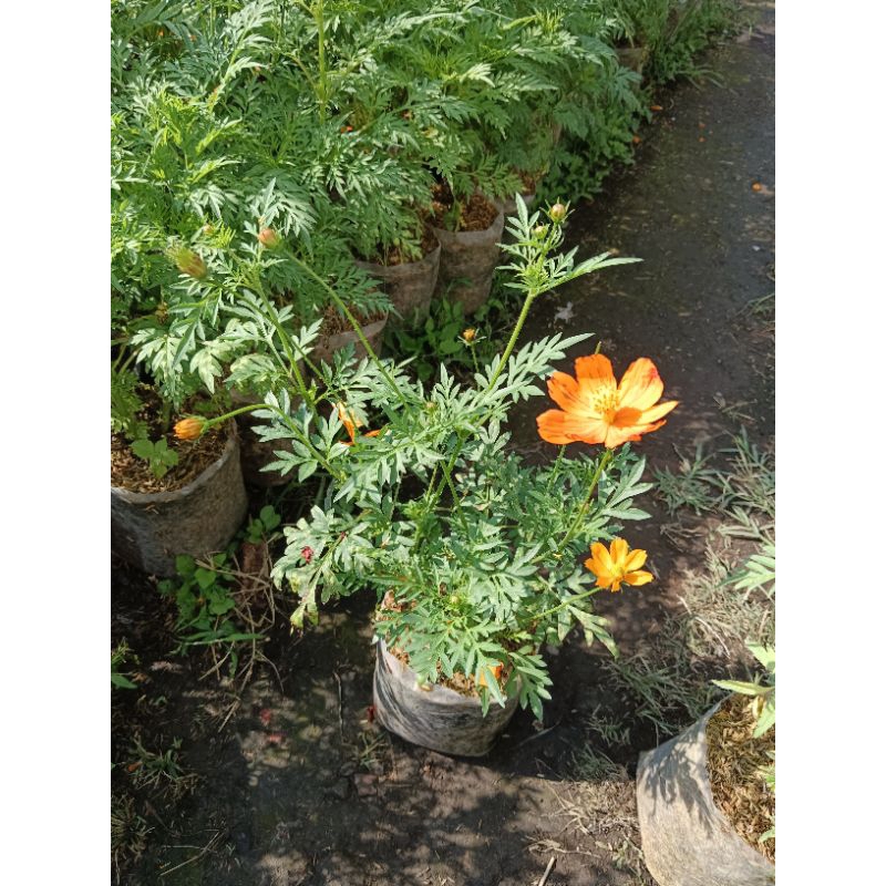 Jual BUNGA KENIKIR WARNA OREN | Shopee Indonesia