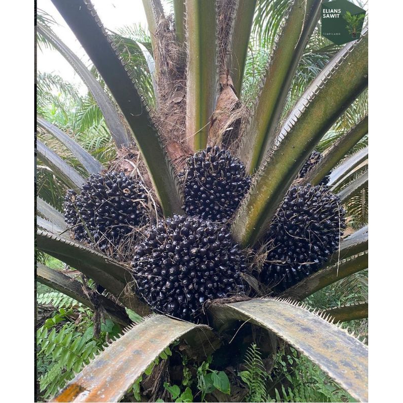 Jual Benih Bibit Polong Sawit PPKS DUMPY ORIGINAL SERTIFIKAT ASLI ...